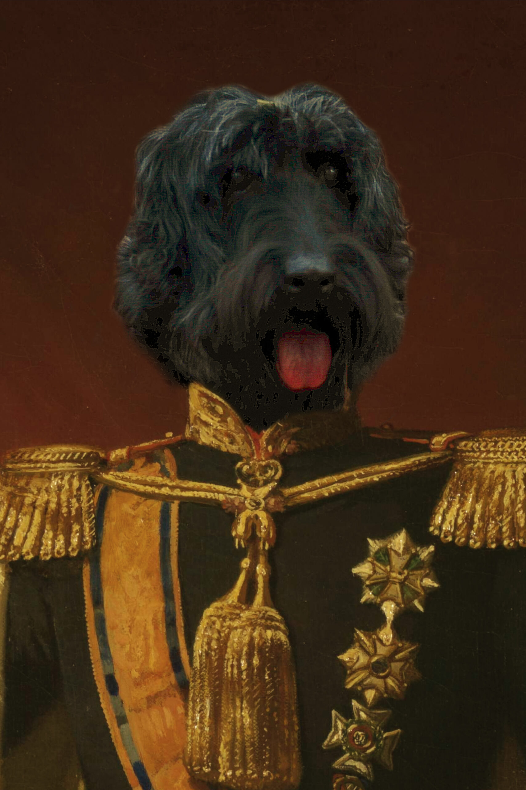 Dierenportretten - Studio Randi